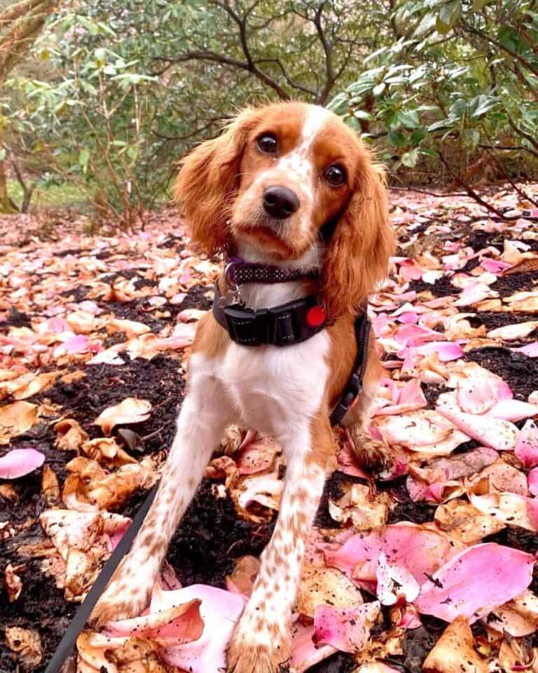 48 Adorable Cocker Spaniel Mixes (With Pictures)