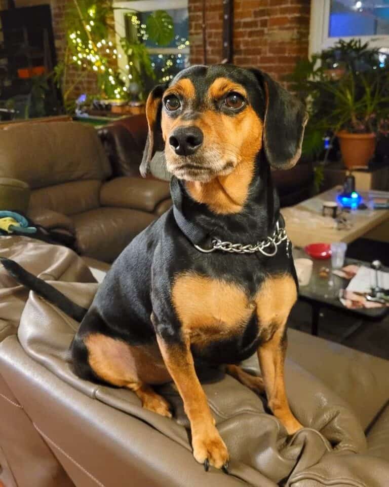 48 Adorable Cocker Spaniel Mixes (With Pictures)