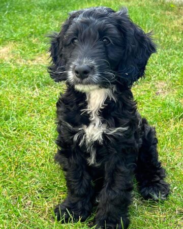 48 Adorable Cocker Spaniel Mixes (With Pictures)