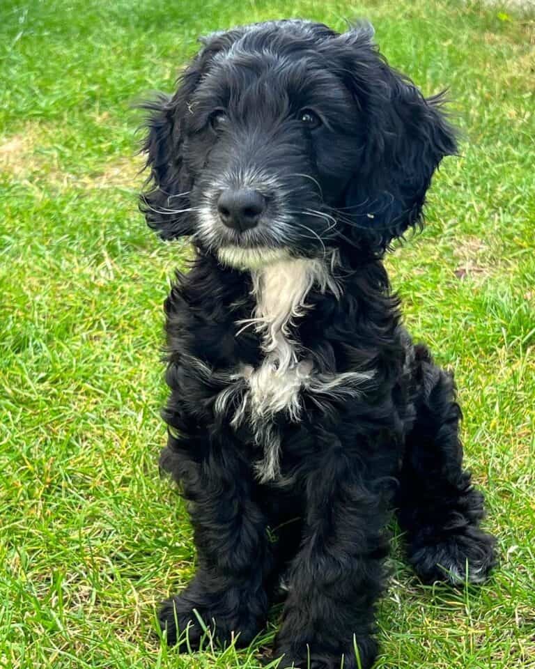 48 Adorable Cocker Spaniel Mixes (With Pictures)