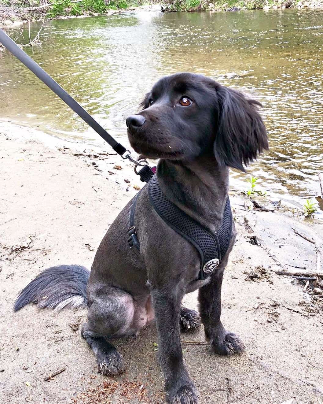 28 Chow Chow Mixes to Brighten Your Day (With Pictures)