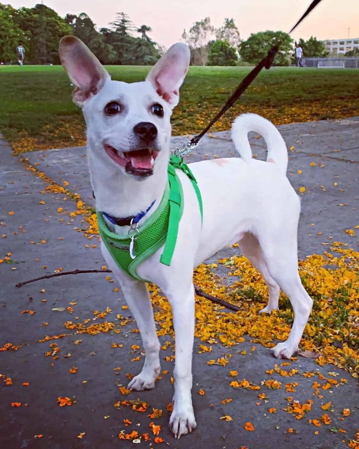 Greyhound Mixes: 24 Skinny Crossbreeds (With Pictures)