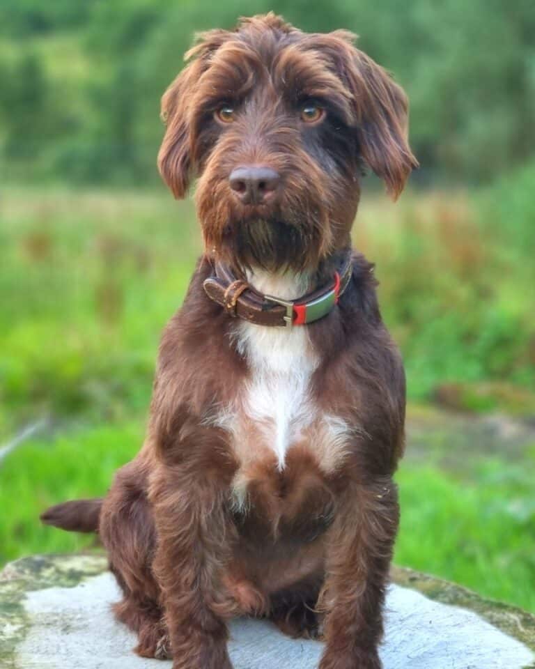 53 Most Adorable Jack Russell Terrier Mixes (With Pictures)