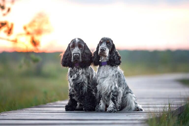 48 Adorable Cocker Spaniel Mixes (With Pictures)
