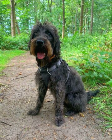 48 Adorable Cocker Spaniel Mixes (With Pictures)