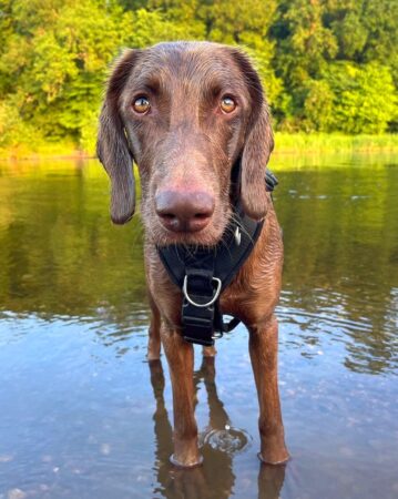 22 Beautiful Weimaraner Mixes You'll Love (With Pictures)