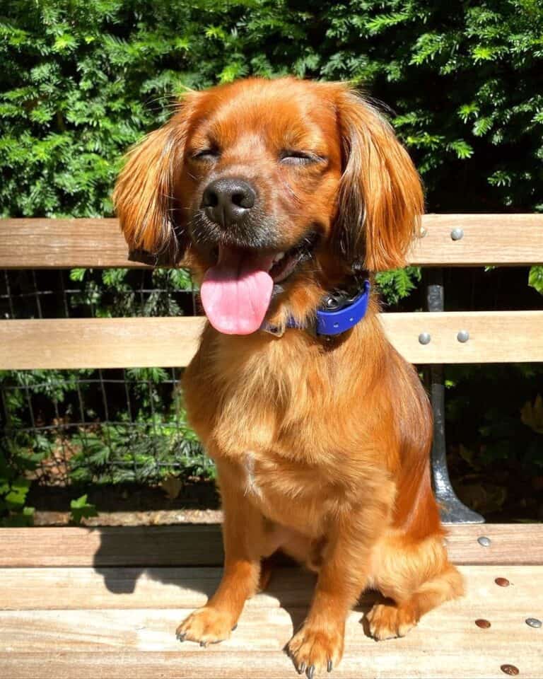 48 Adorable Cocker Spaniel Mixes (With Pictures)