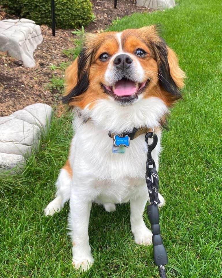 48 Adorable Cocker Spaniel Mixes (With Pictures)