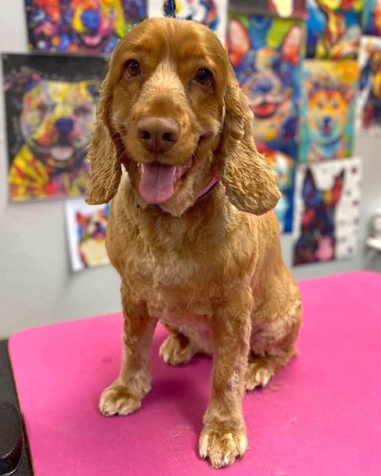 11 Unique Irish Setter Mixes You'll Love (With Pictures)