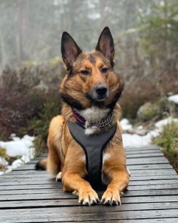 24 Belgian Malinois Mixes to Know (With Pictures)