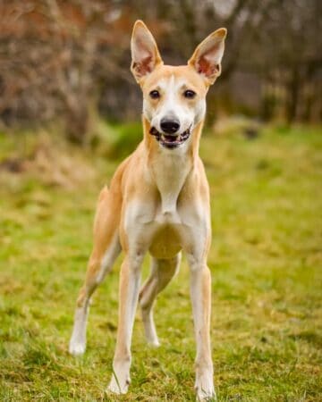 35 Whippet Mixes: A Complete Guide (With Pictures)