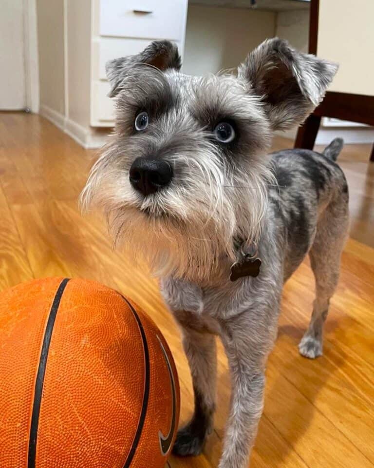 33 Adorable Schnauzer Mixes You Must See! (With Pictures)