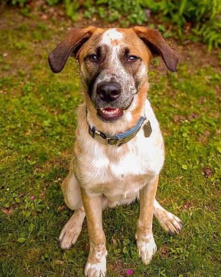 14 Black Mouth Cur Mixes: A Complete Guide (With Pictures)