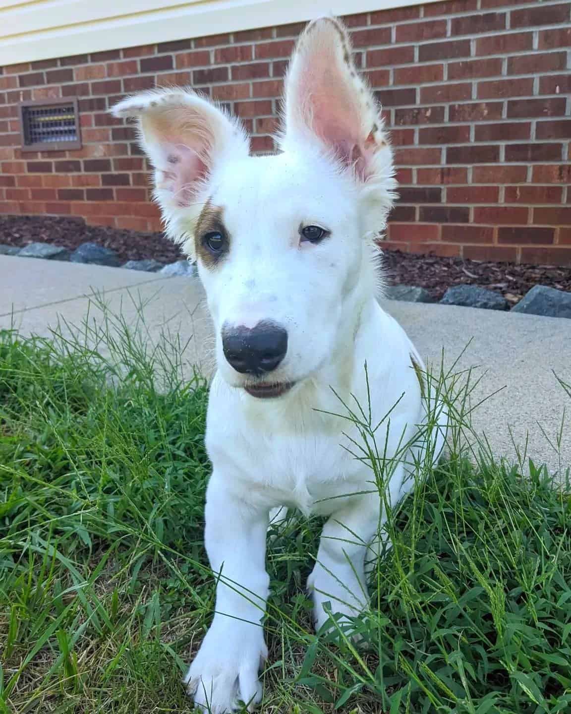 19 Adorable Bull Terrier Mixes You'll Love (With Pictures)