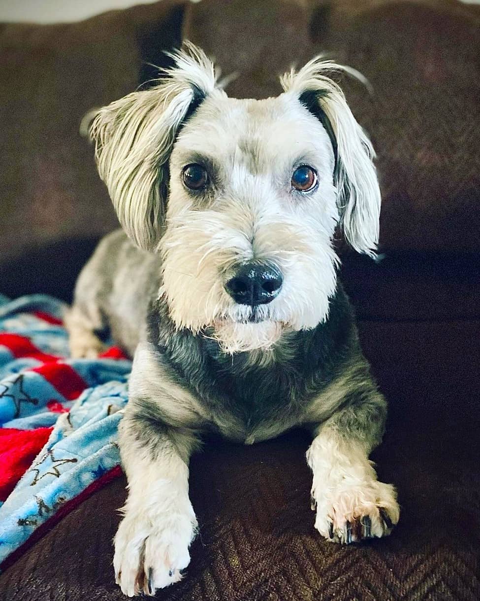 33 Adorable Schnauzer Mixes You Must See! (With Pictures)