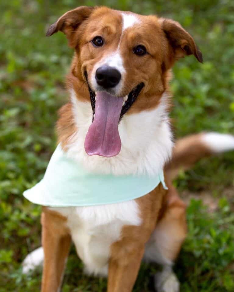 28 Great Pyrenees Mixed Breeds (With Pictures)