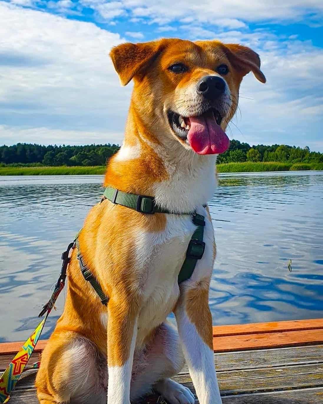 45 Unique Akita Mixes: An Ultimate Guide (With Pictures)