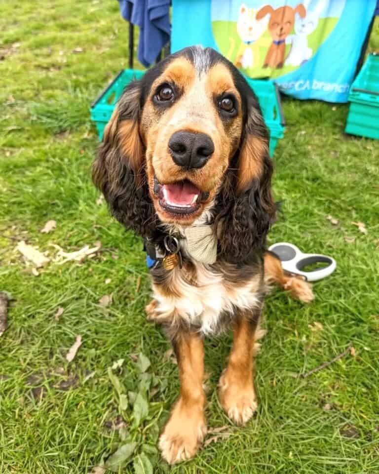 48 Adorable Cocker Spaniel Mixes (With Pictures)