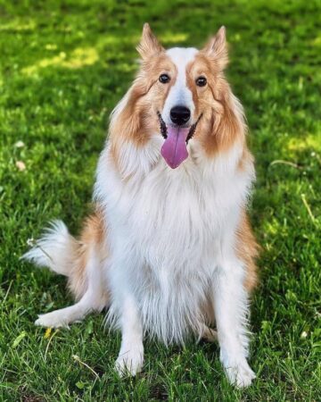 Shetland Sheepdog Mixes: 31 Cute Sheltie Hybrid Dogs