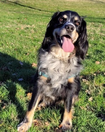 48 Adorable Cocker Spaniel Mixes (With Pictures)