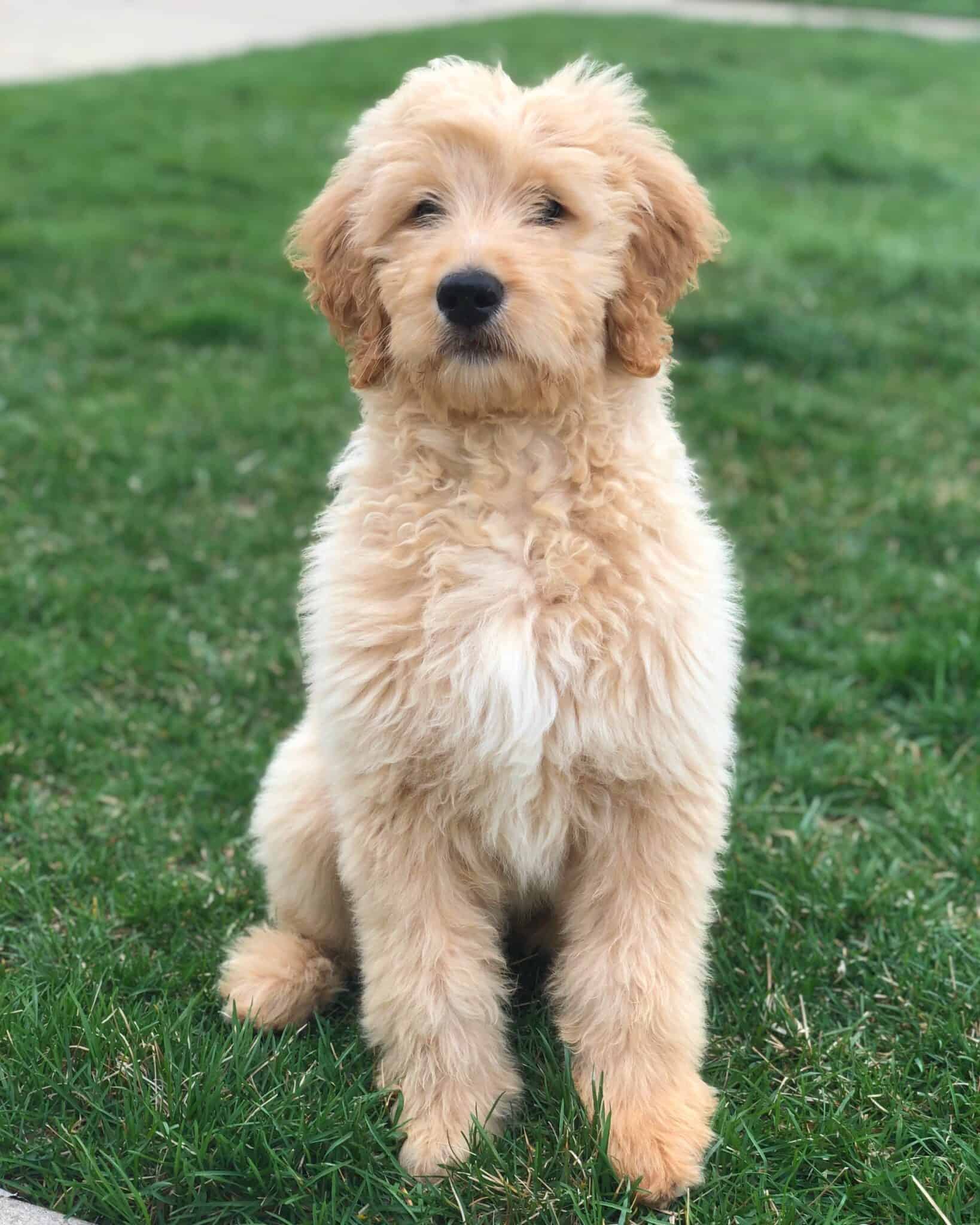 20 Goldendoodle Colors & Markings (With Pictures!)