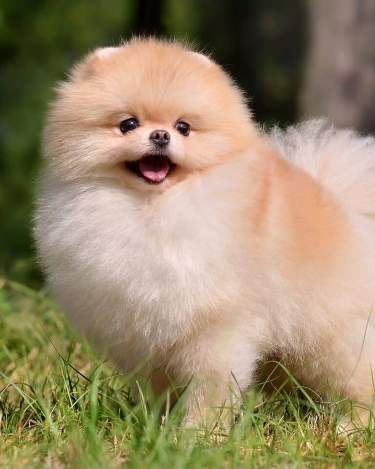 25 Pomeranian Colors, Markings & Patterns (With Pictures!)