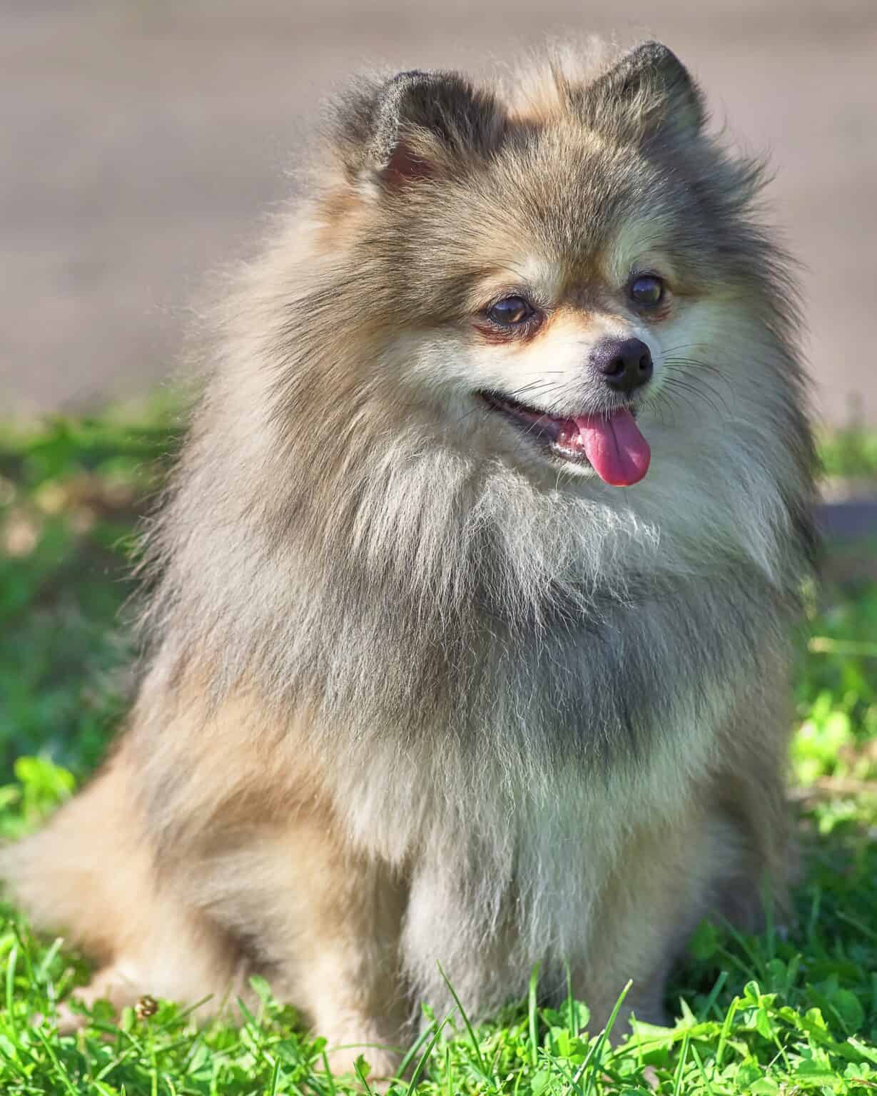 25 Pomeranian Colors, Markings & Patterns (With Pictures!)