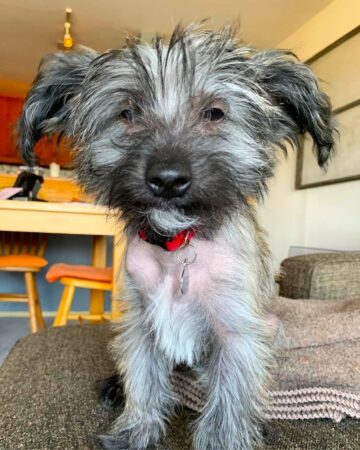 30 Cute Havanese Mixes You'll Love! (With Pictures)