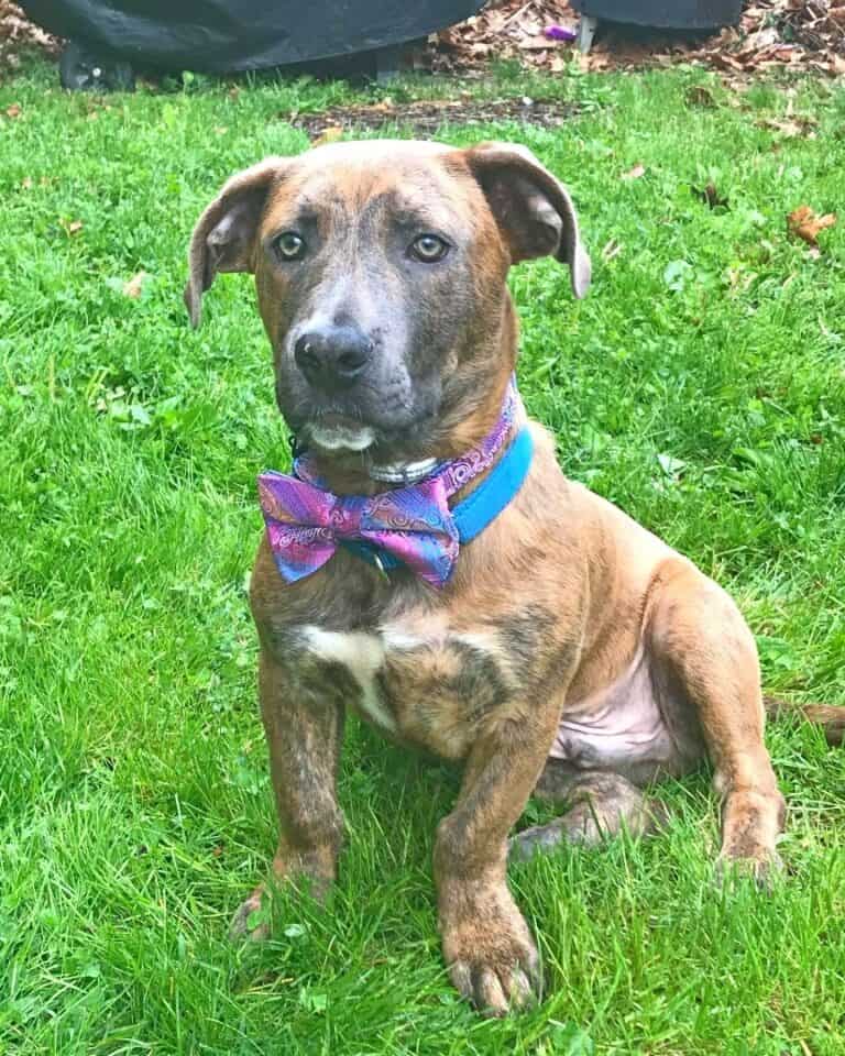 14 Black Mouth Cur Mixes: A Complete Guide (With Pictures)