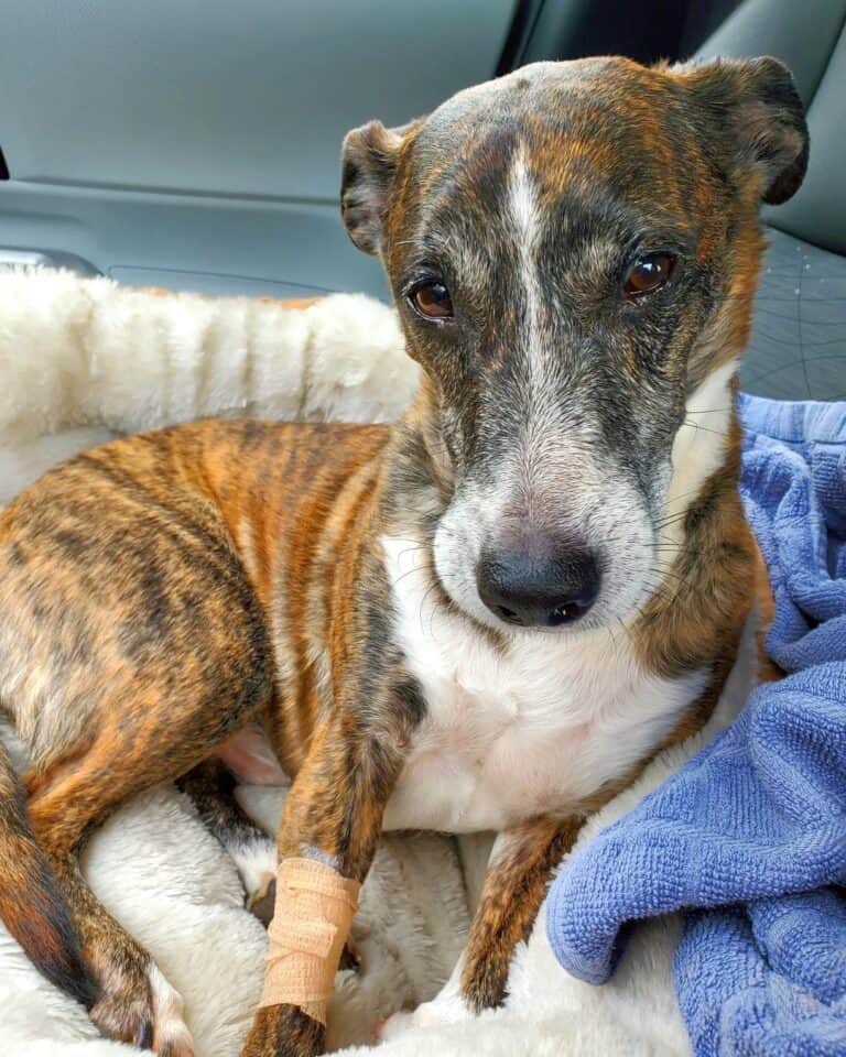 19 Adorable Bull Terrier Mixes You'll Love (With Pictures)