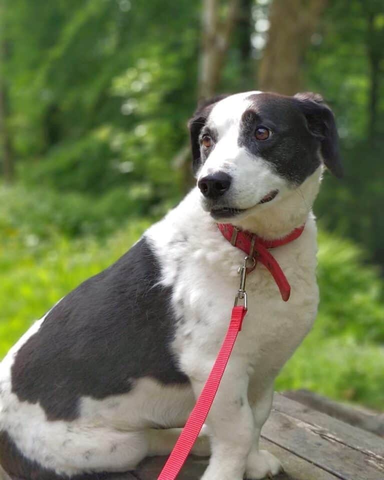 35 Dalmatian Mixes That Hit the “Spot” (With Pictures)