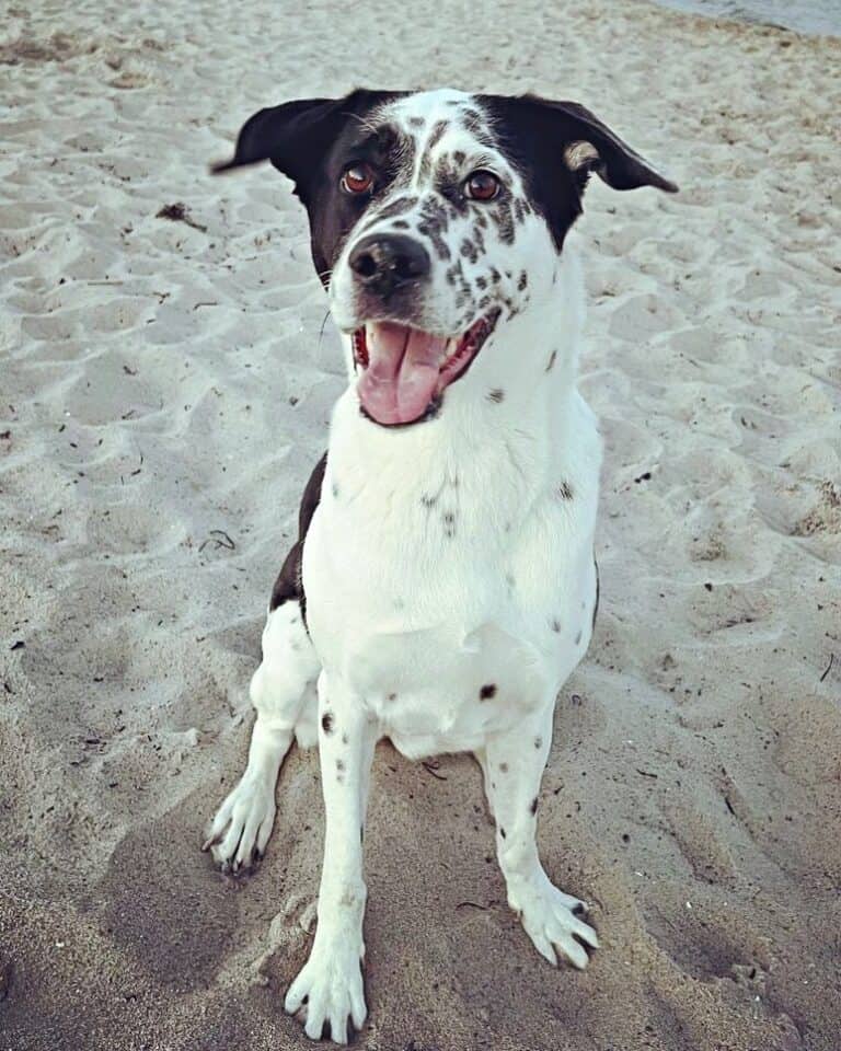35 Dalmatian Mixes That Hit the “Spot” (With Pictures)