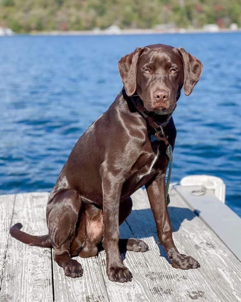 35 Dalmatian Mixes That Hit the “Spot” (With Pictures)