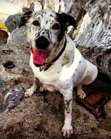 45 Unique Akita Mixes: An Ultimate Guide (With Pictures)