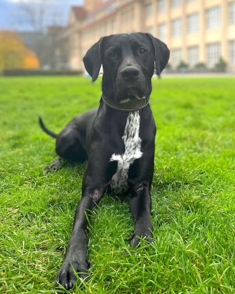 22 Beautiful Weimaraner Mixes You'll Love (With Pictures)