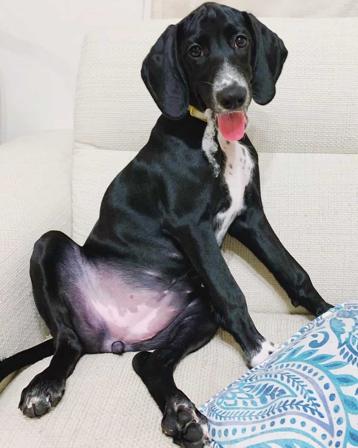 11 Unique Irish Setter Mixes You'll Love (With Pictures)