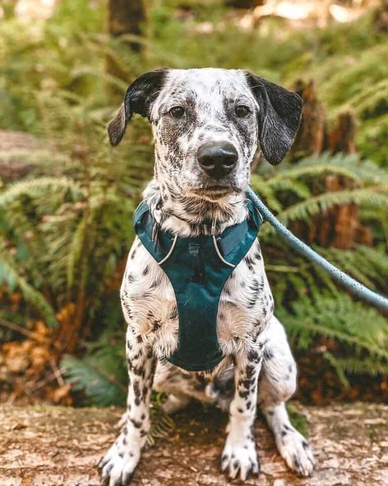 35 Dalmatian Mixes That Hit the “Spot” (With Pictures)