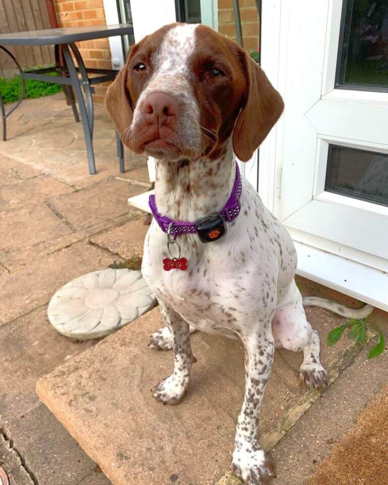 29 English Springer Spaniel Mixes (With Pictures)