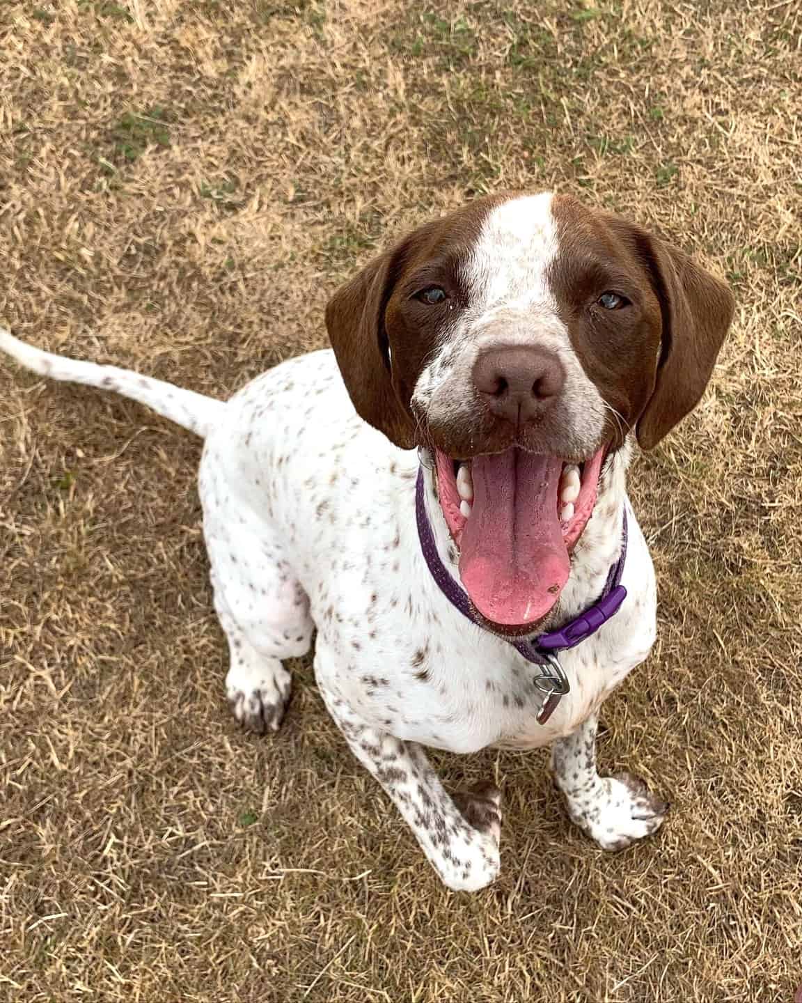 35 Dalmatian Mixes That Hit the “Spot” (With Pictures)