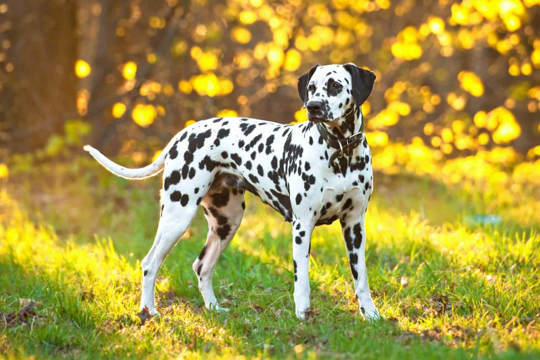 35 Dalmatian Mixes That Hit the “Spot” (With Pictures)