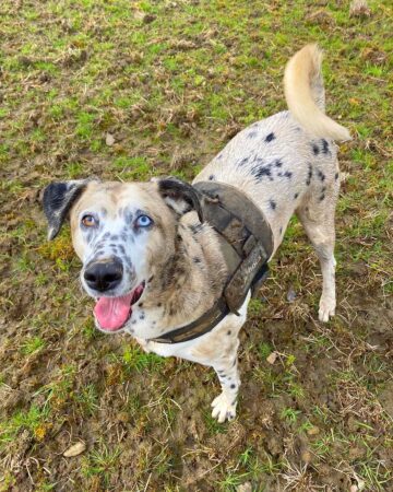 35 Dalmatian Mixes That Hit the “Spot” (With Pictures)