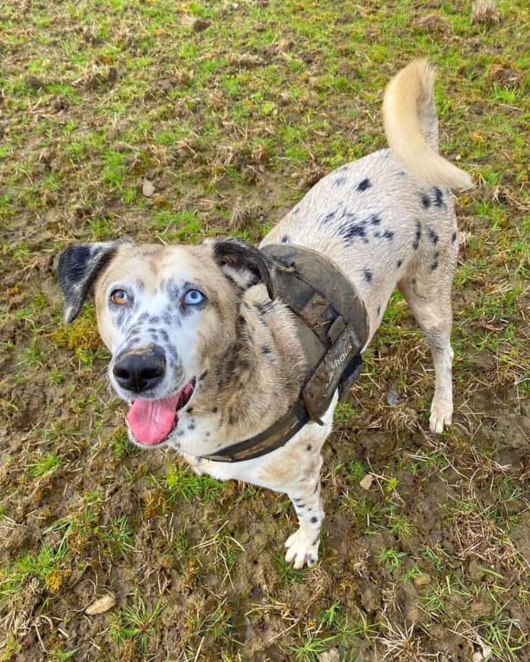 35 Dalmatian Mixes That Hit the “Spot” (With Pictures)