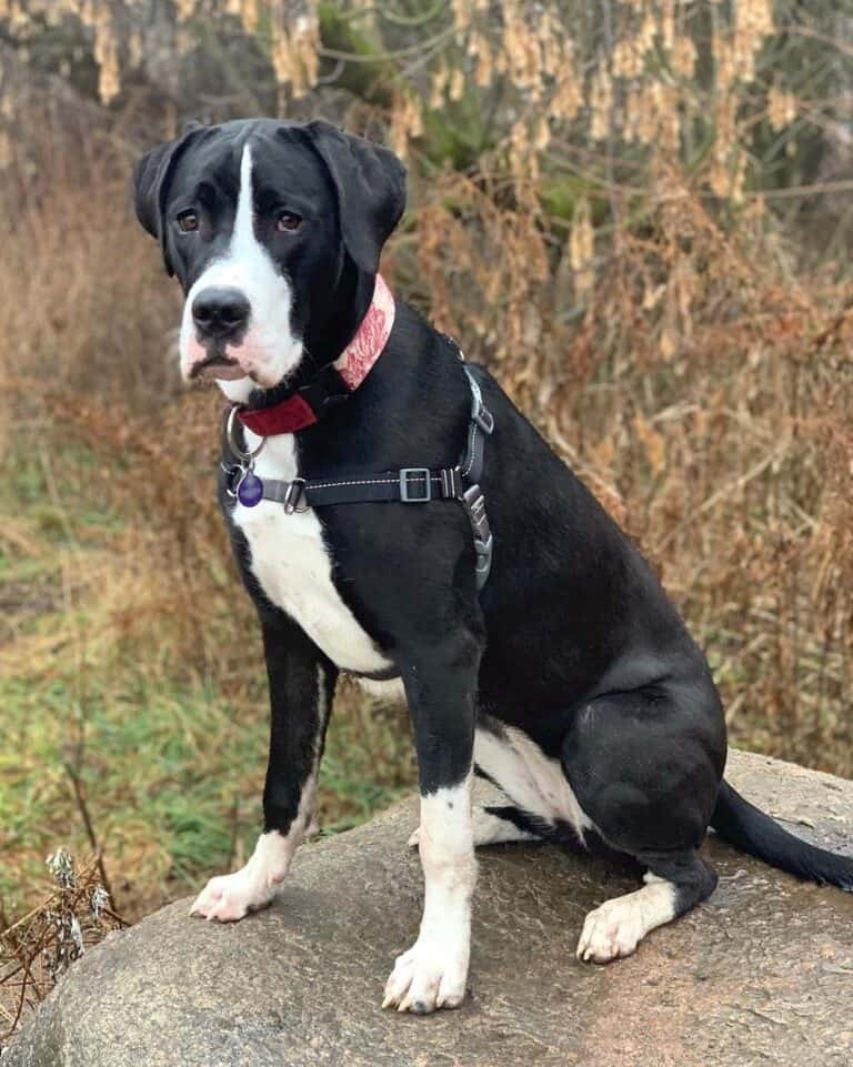 Mastiff Mixes: 43 Powerful and Unique Crossbreeds