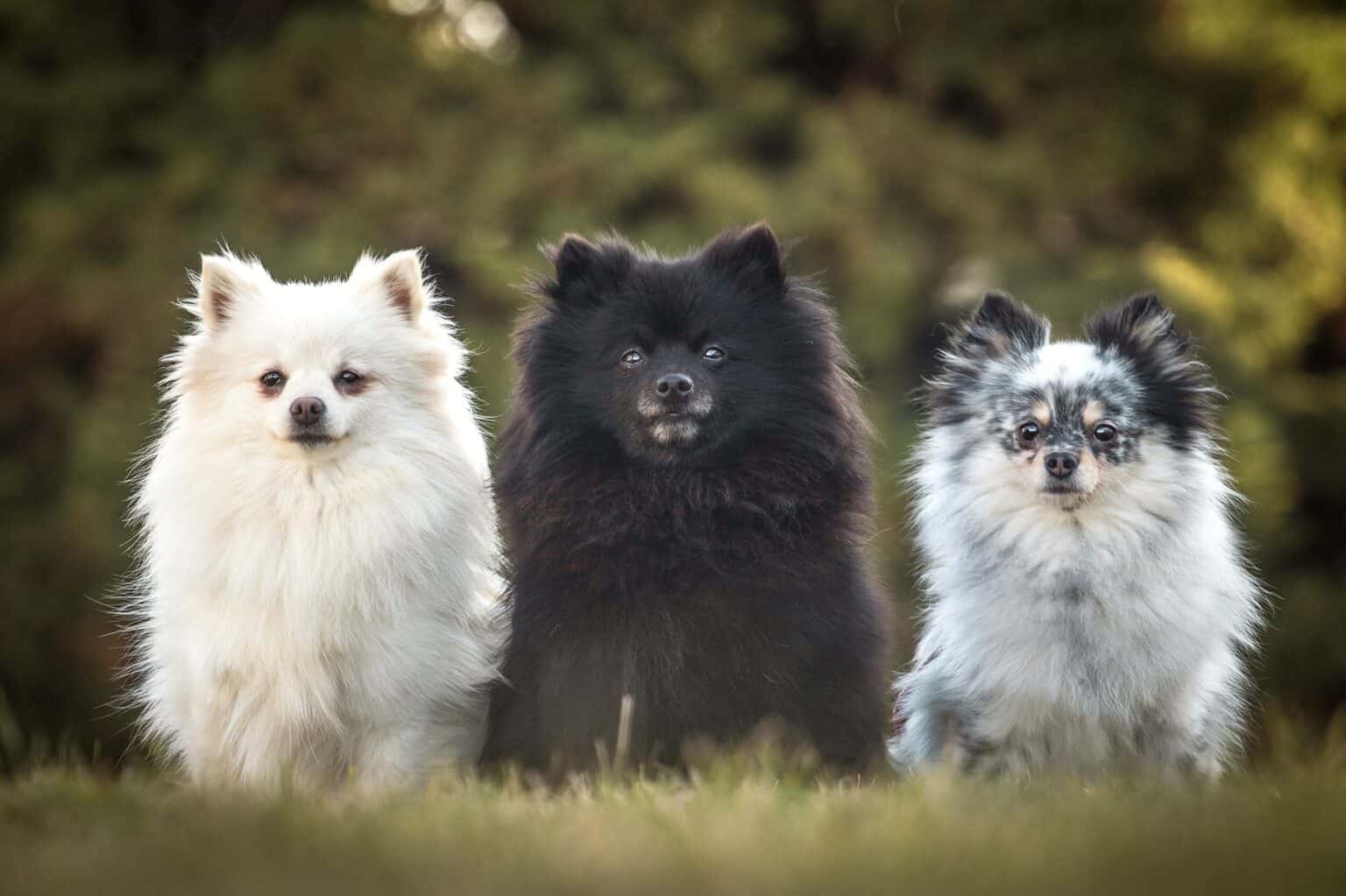 25 Pomeranian Colors, Markings & Patterns (With Pictures!)