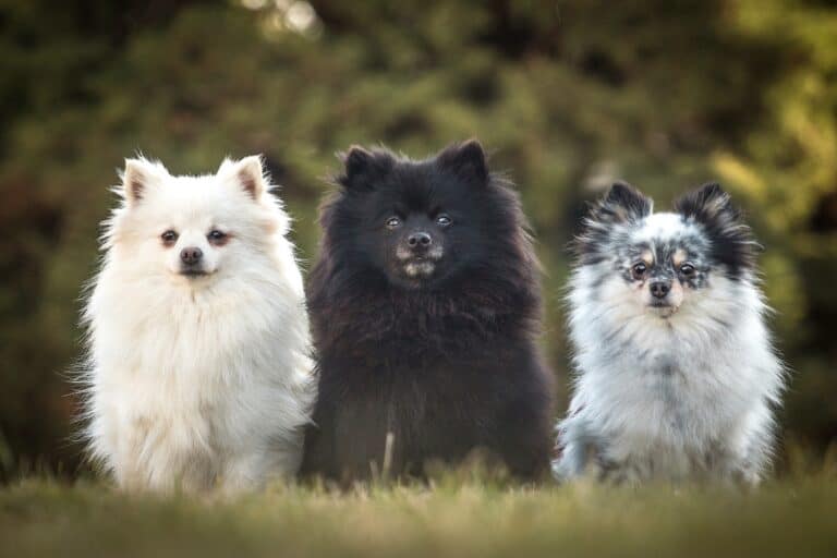 25 Pomeranian Colors, Markings & Patterns (With Pictures!)