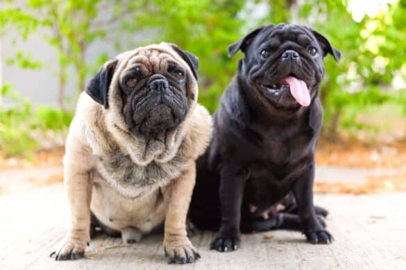 20 Pug Colors Explained (With Pictures!) - Happy Dog Breeds