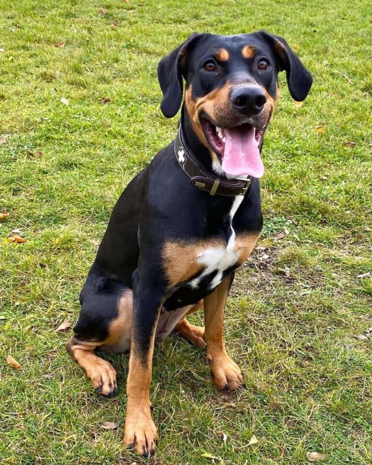 18 Popular Cane Corso Mixes You'll Love (With Pictures)