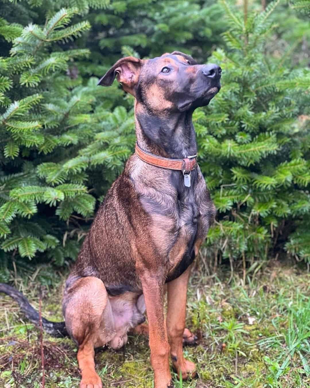 24 Belgian Malinois Mixes to Know (With Pictures)