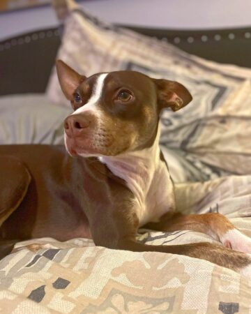 Boston Terrier Mixes: 50 Cutest Crossbreeds (With Pictures)