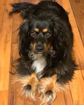48 Adorable Cocker Spaniel Mixes (With Pictures)